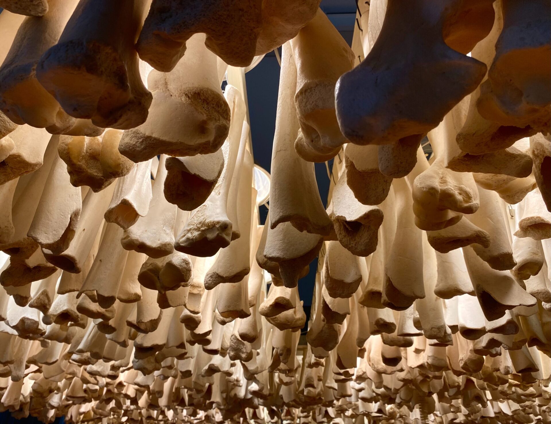 Living Bones – ESPERANZA LUTHERAN CHURCH